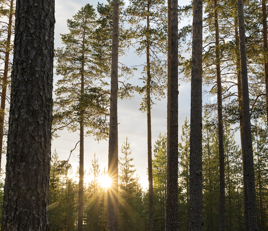 Falsad enkelfas - Mellanstruken - Norra Timber